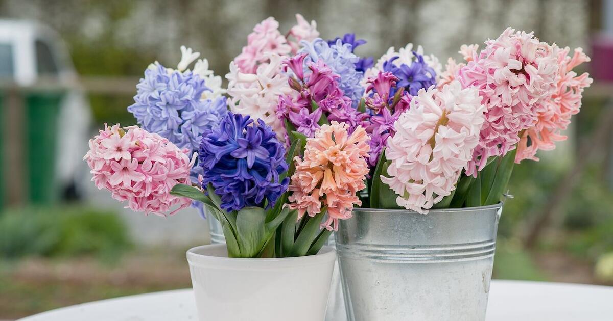 Šios keturios gėlių rūšys pavasarį – pačios populiariausios: kaip jomis ...