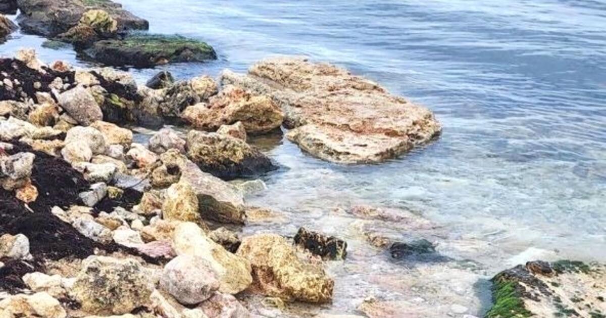 Krymas dėl karo susiduria su labai rimtomis aplinkosaugos problemomis