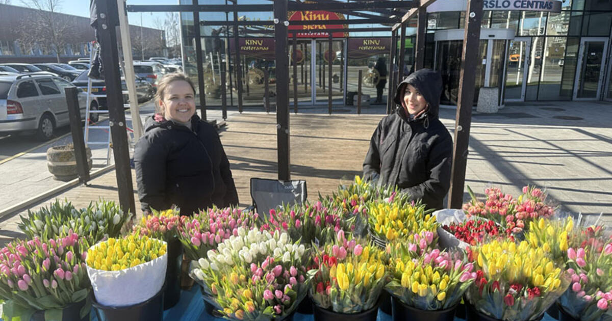 Kovo 8-osios siurprizas: atpigo tulpės