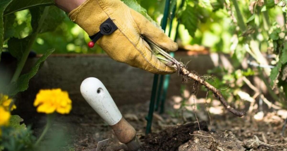 Sodininko ABC: Kaip sodinti krienus - 4 patarimai, kaip auginti be rūpesčių