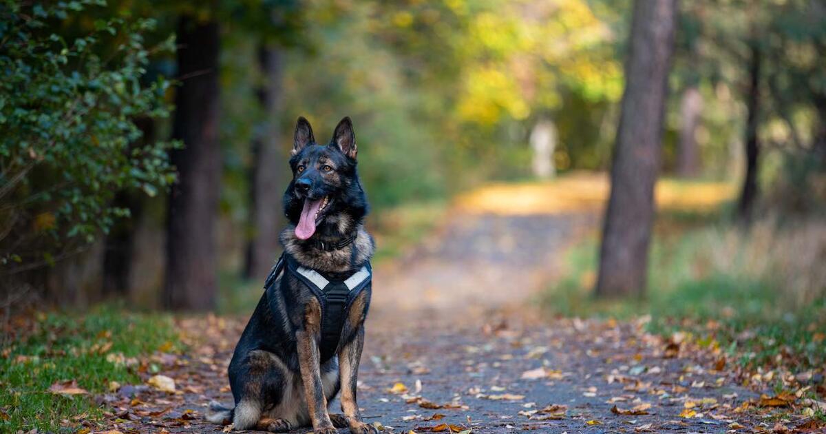 Nusikaltimo pėdsakai neatvėso: Rafis nuvedė tiesiai prie jaunų vagišių ...