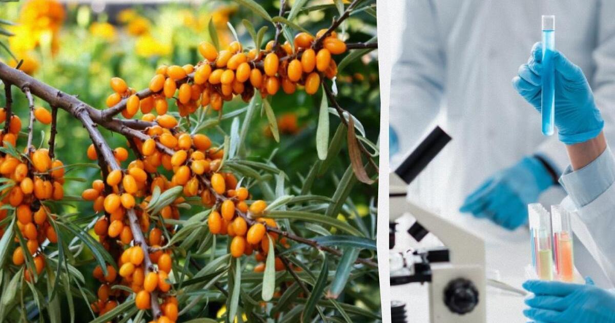 Mokslininkai atskleidė unikalias šaltalankio savybes: kuo jis ypatingas