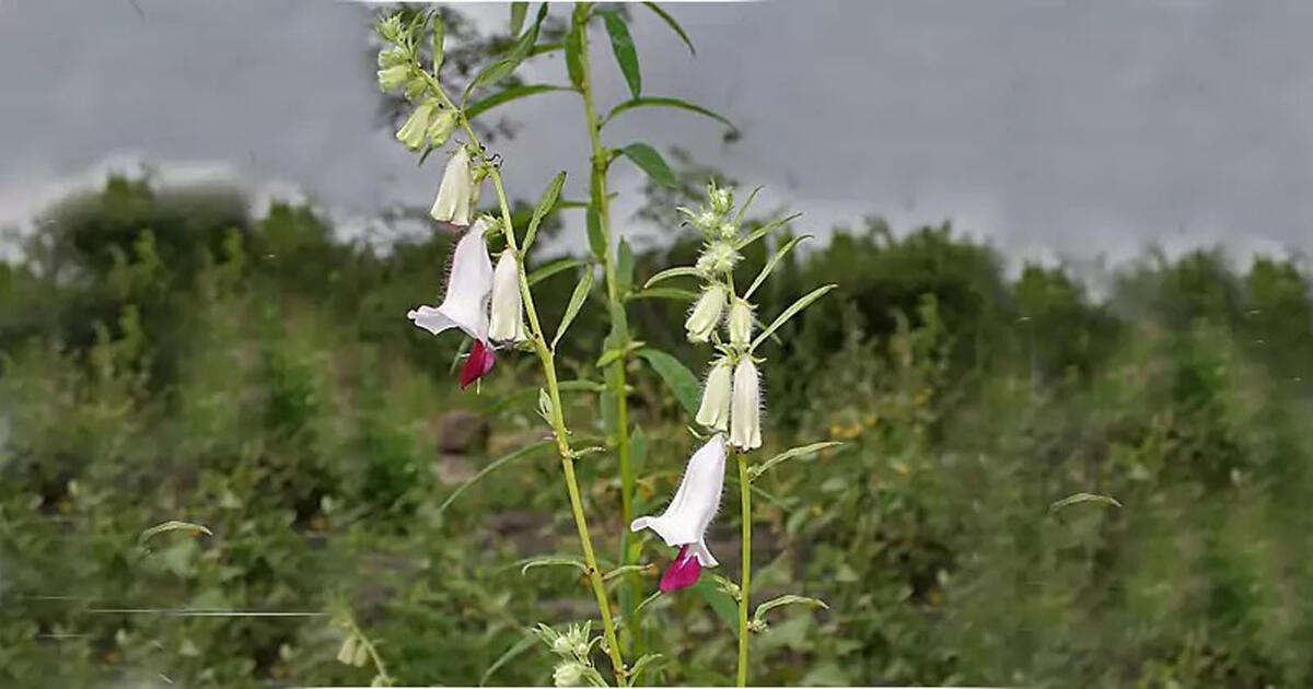 Japonų favoritas ir ilgaamžiškumo paslaptis: Maistas-vaistas nuo visko