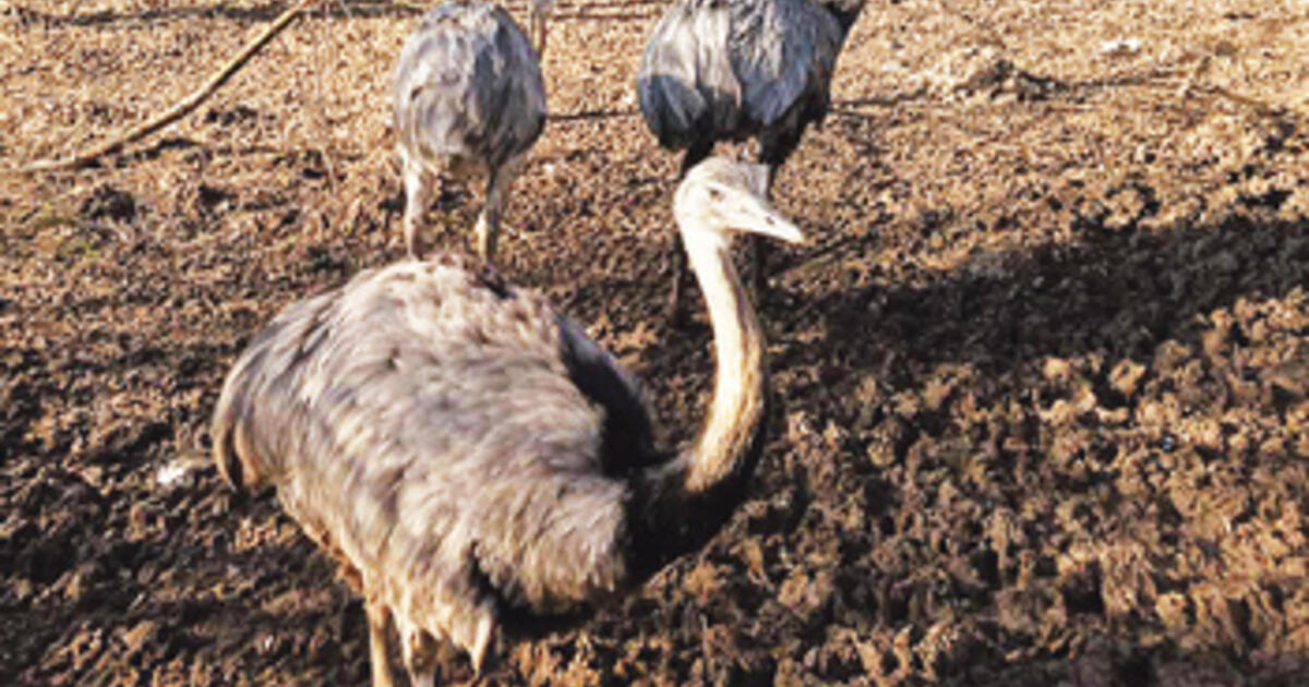 Sugrąžintas į Žadeikius, strutis elgėsi kaip niekur nieko – ramiai sau ...