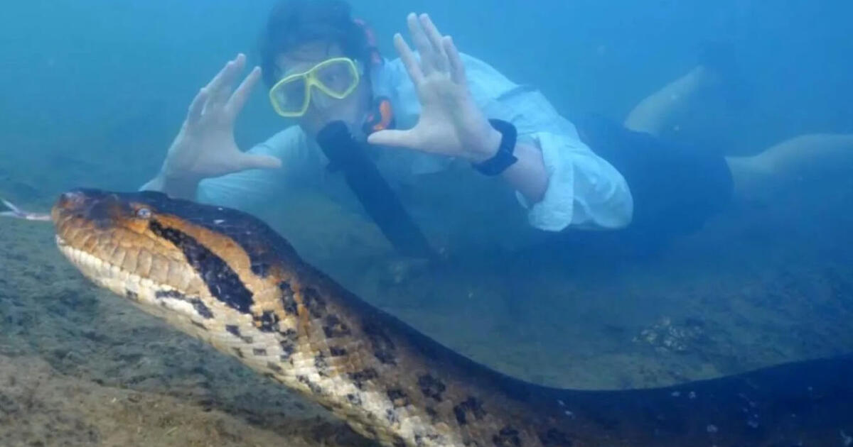 Nužudyta didžiausia pasaulyje anakonda