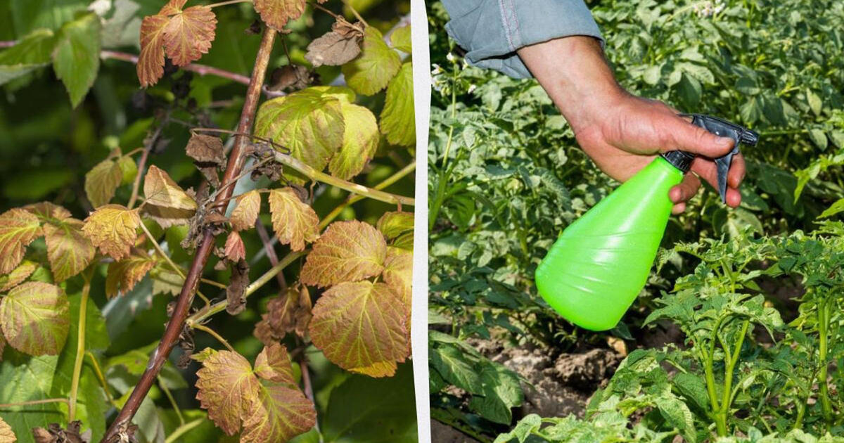 Pavojinga antraknozė: kaip gydyti sodą ir daržą kai ruduoja lapai