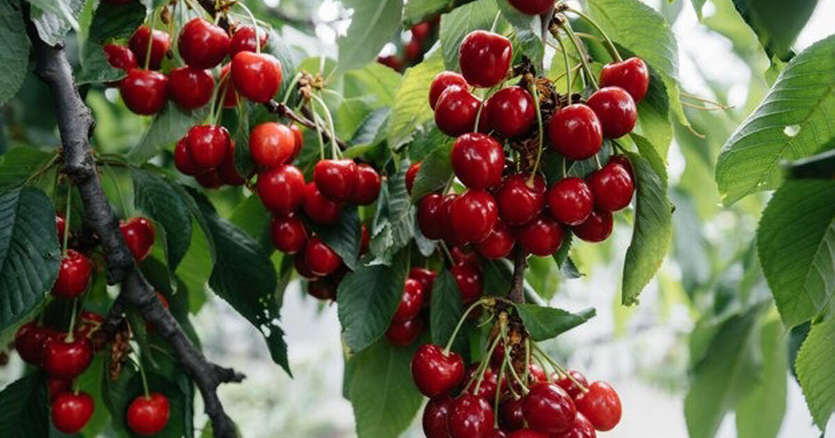 Dėl šių augalų derliaus negausite. Augalai, kuriuos geriau sodinti ...