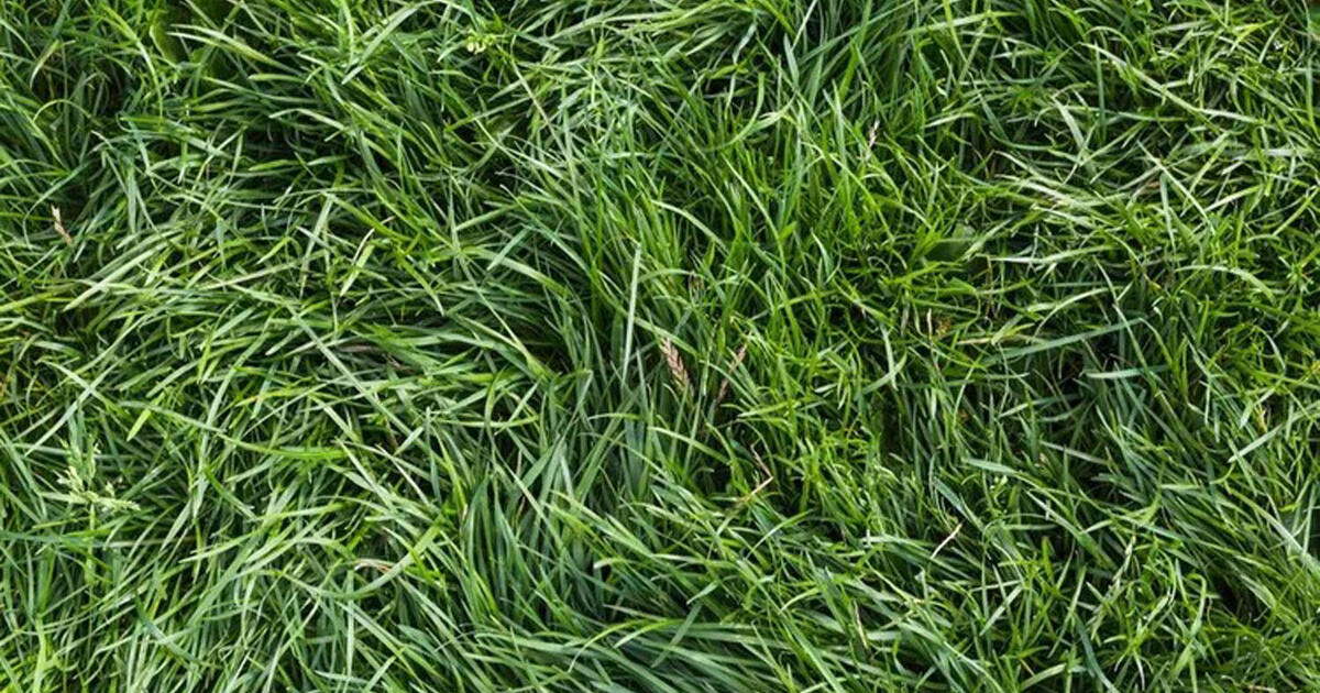 Kaip išplauti žolės dėmes iš mėgstamų drabužių: paprasti metodai