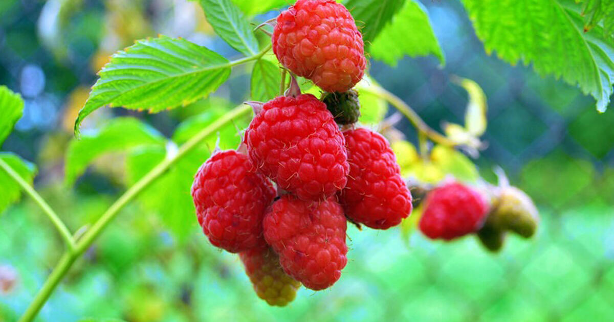 Kaip teisingai sodinti aviečių daigus: kaimynai pavydės jūsų derliaus
