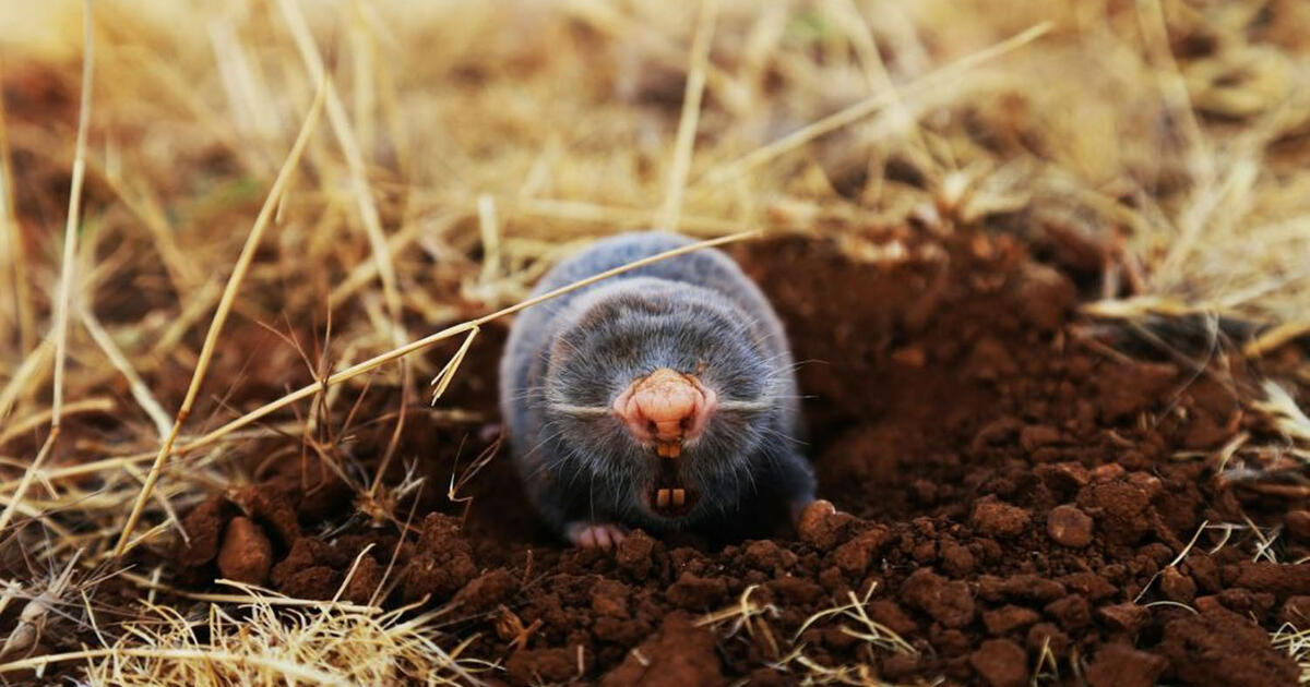 Kurmiai paniškai bėga: gudrus išradimas atbaido nepageidaujamus svečius ...