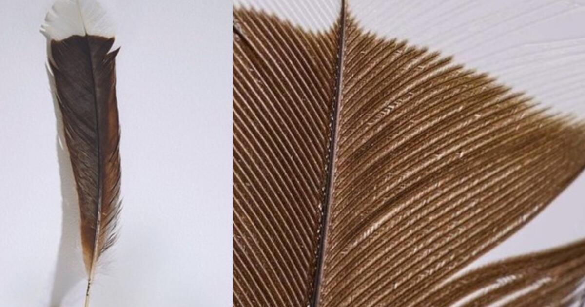 Paukščio plunksna parduota už rekordinę 28 417 JAV dolerių sumą: kam ji ...