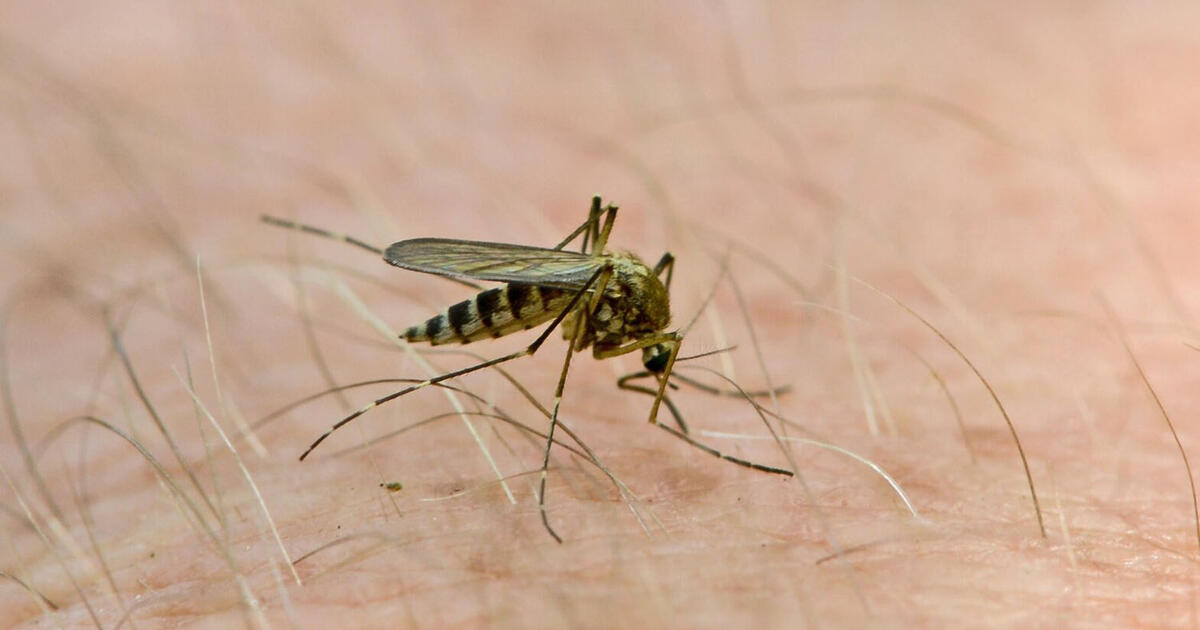 Sukandžiojo uodai ar kiti vabzdžiai? Vaistininkė pataria, kokios ...