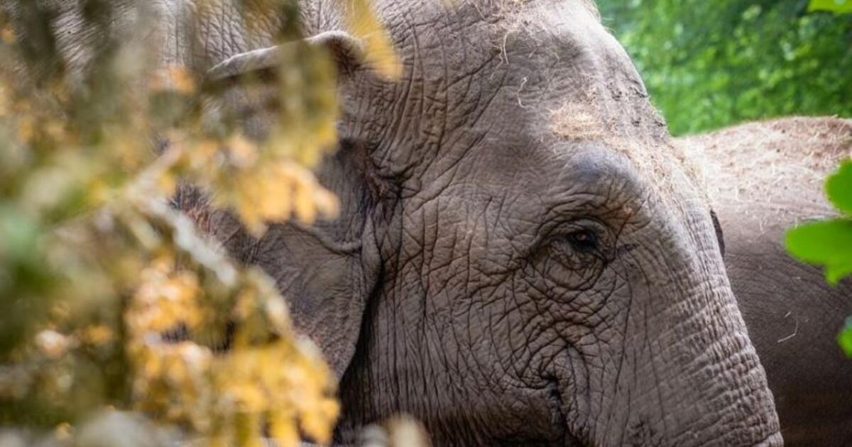 Dramblys mirtinai sutraiškė zoologijos sodo prižiūrėtoją po to, kai šis ...