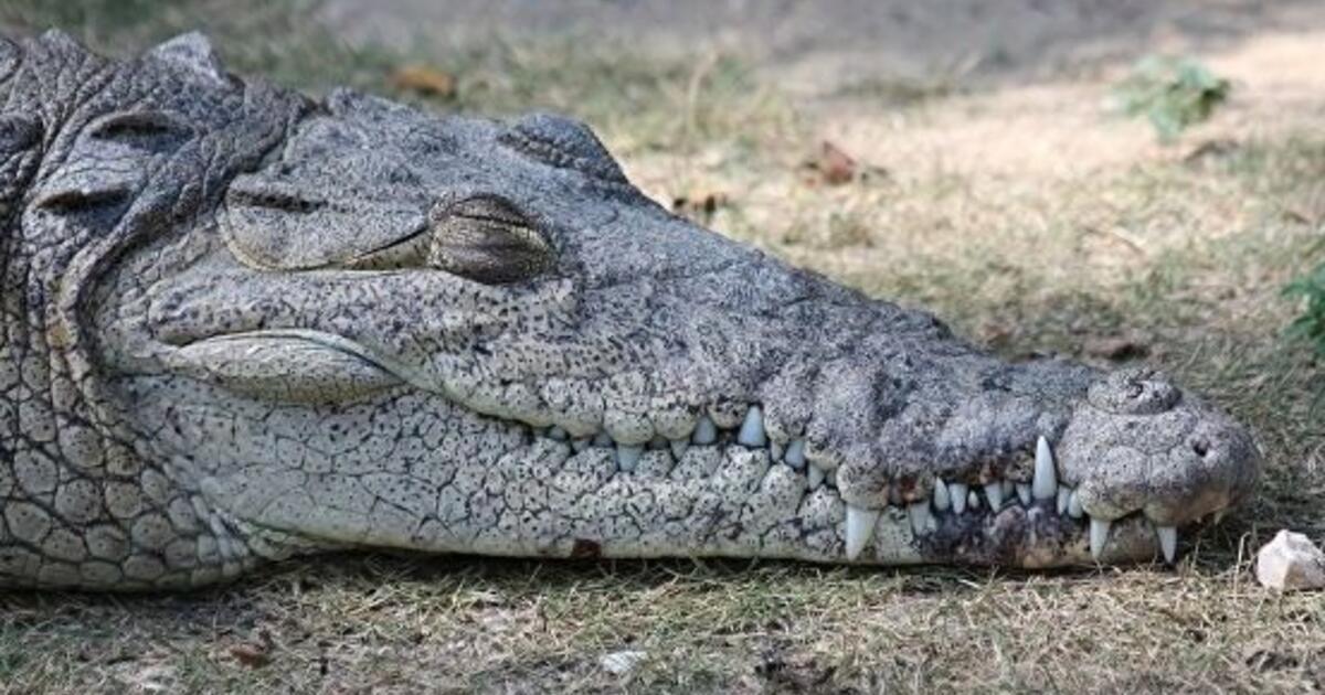 Australijoje pastatytas paminklas latvių "Krokodilui Dandžiui" | Vakarų ...