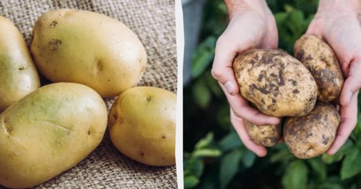 Kodėl bulvės žalios: ar galite valgyti tokią šakninę daržovę ir ką su ...