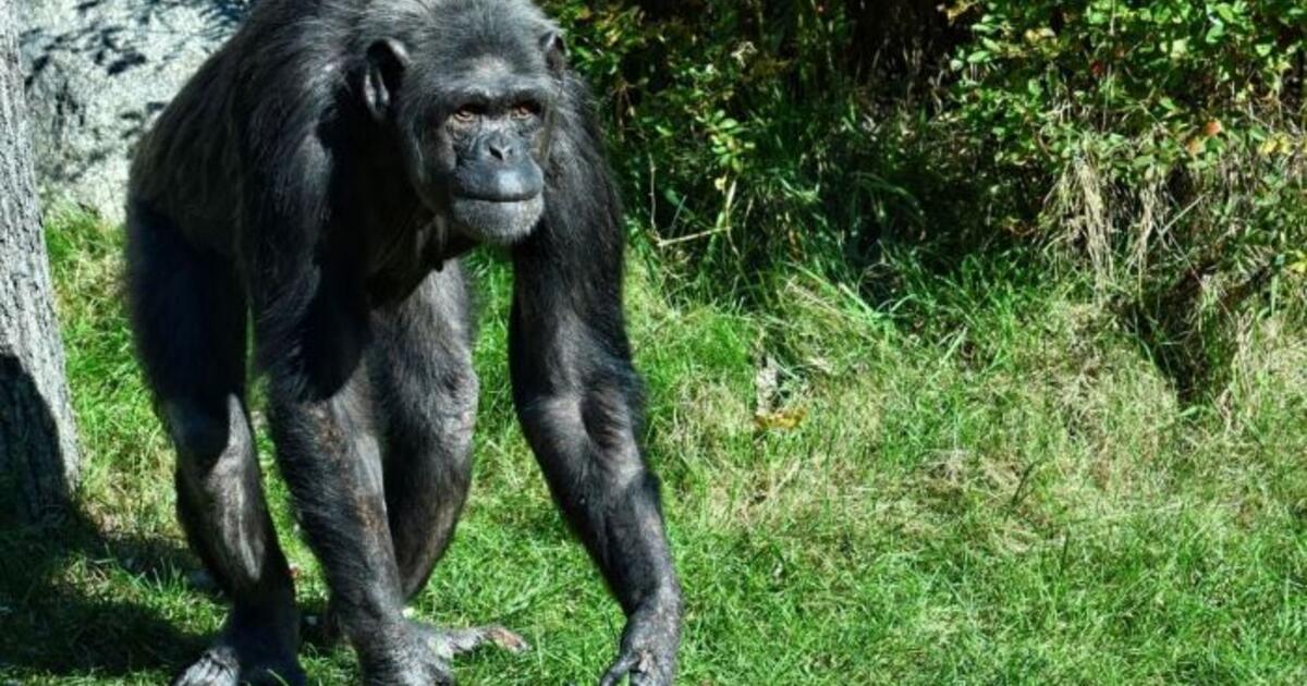 Šimpanzės pačios išrado antibiotikus: neįtikėtini tyrimo rezultatai