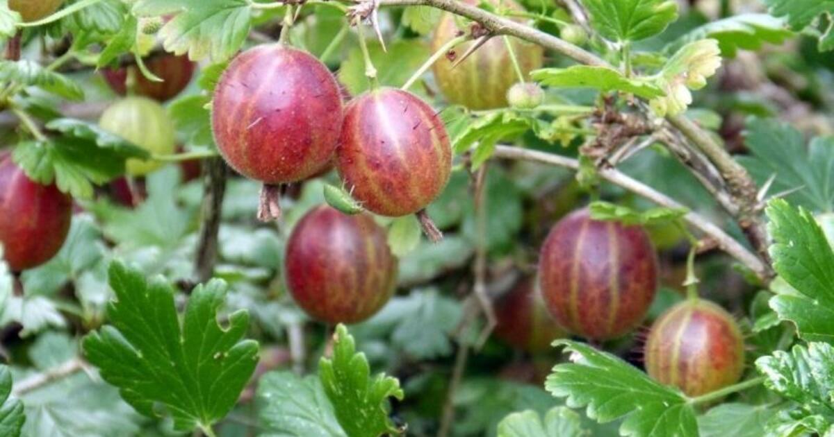 Agrastai ir serbentai derlių duos 30 metų: paprastas triukas, apie kurį ...