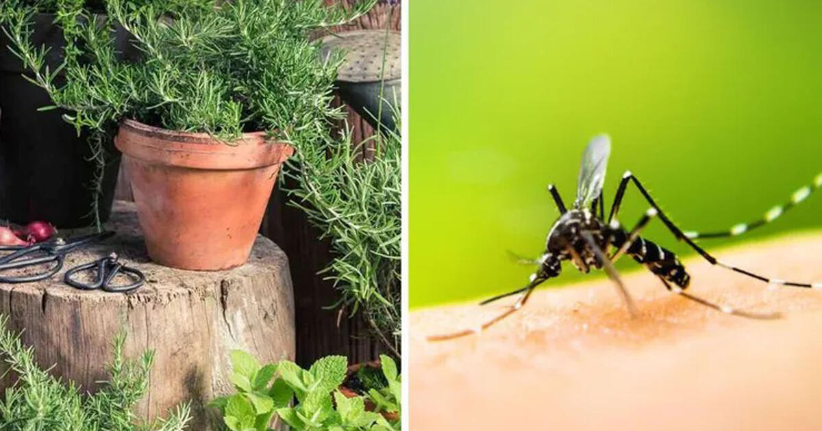 Padėkite šiuos augalus ant palangės: uodai nepateks į jūsų namus ...