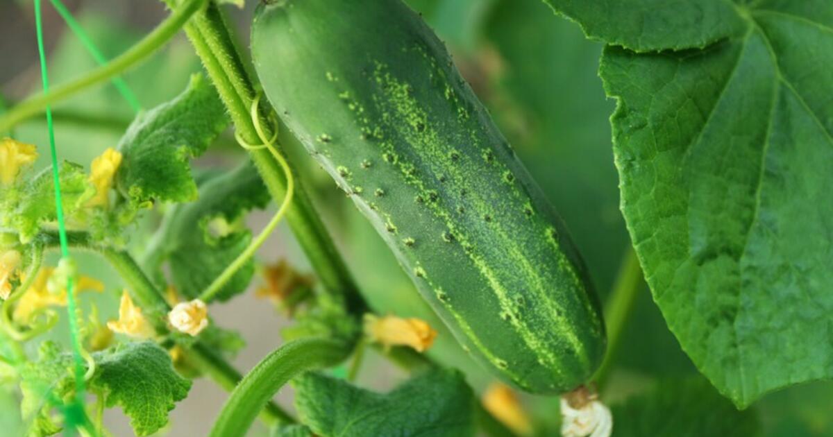 „Gudrus“ agurkų tręšimas: kaip greitai, efektyviai ir saugiai padidinti ...