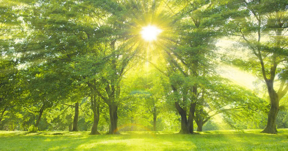 Kaip medžiai ir žaliosios erdvės stiprina mūsų sveikatą?