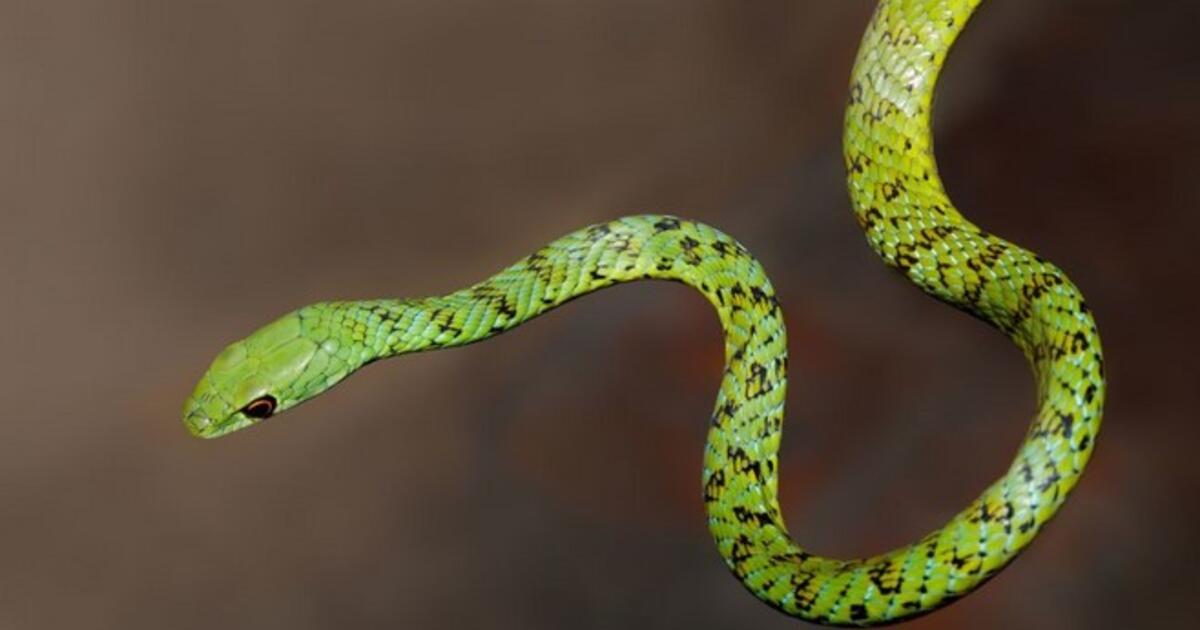 Žaliosios medinės gyvatės metai: kas mūsų laukia 2025 m.
