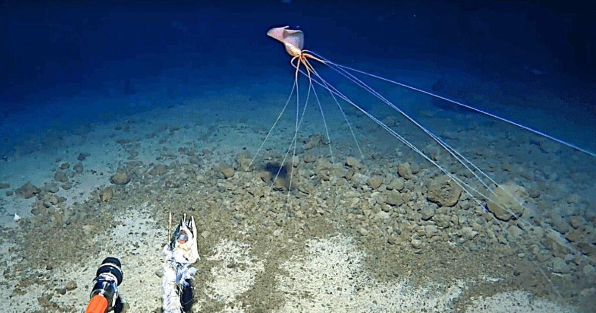 Mokslininkai nufilmavo didžiulį kalmarą, kuris vandenyno gelmėse ...