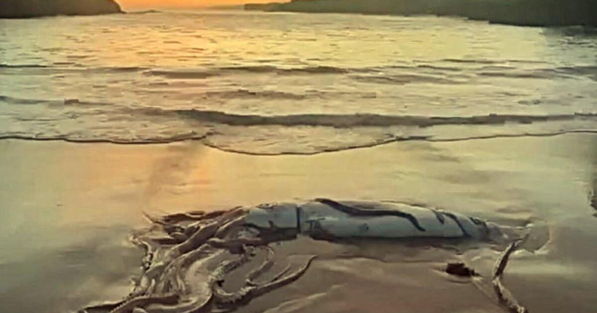 Į Ispanijos paplūdimį išmestas 10 metrų ilgio kalmaras - tikras monstras