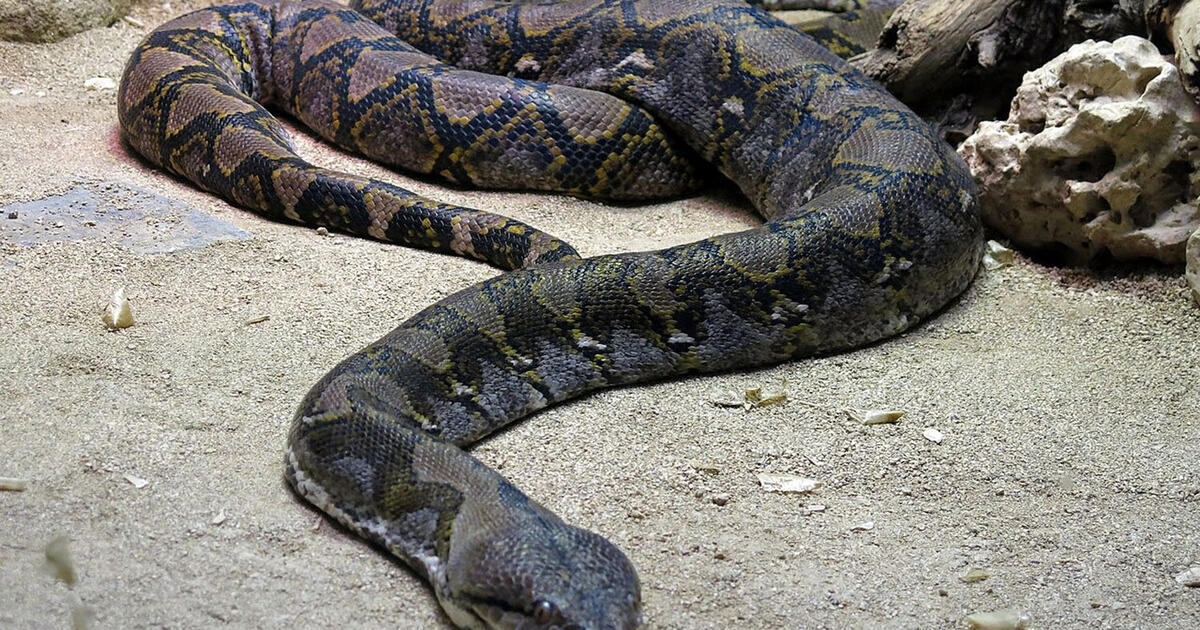 Vilniaus rajone per kratą grindyse įrengtoje ertmėje rastas 4 metrų pitonas