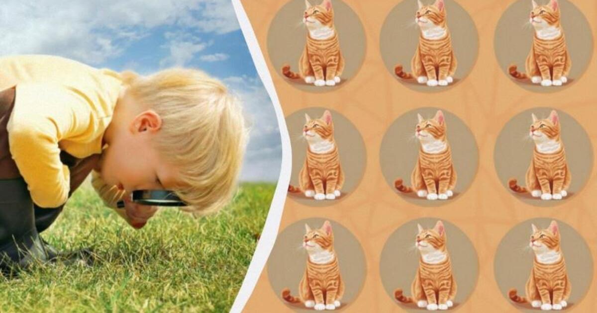 Juokinga optinė iliuzija su kačiukais: ar jums pavyks surasti vieną ...