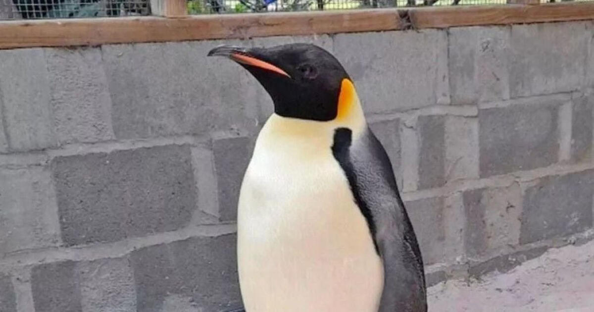 Pingvinas leidosi į ilgiausią kelionę: kur jis pateko