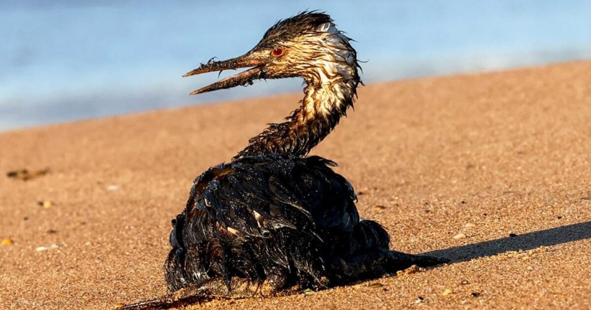 Po Rusijos tanklaivių avarijos išsipylęs mazutas ir gyvūnų lavonai ...