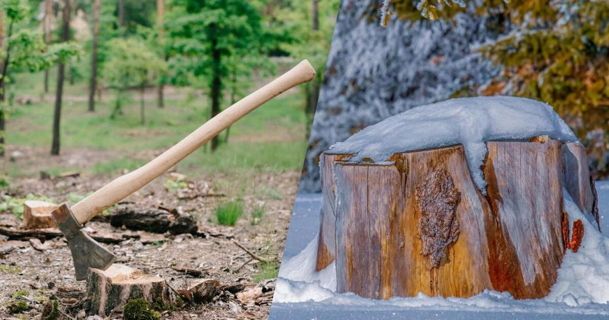 Ar galima sklype pašalinti medžio kelmą: sodininkai rimtai įspėja