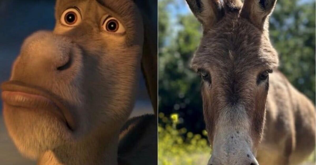 Mirė asilas, kuris buvo animacinio filmo „Šrekas“ personažo prototipas