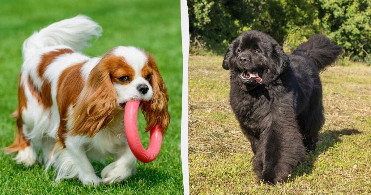 Liūtas - auksaspalvis retriveris, Svarstyklės - pudelis: kokios veislės ...