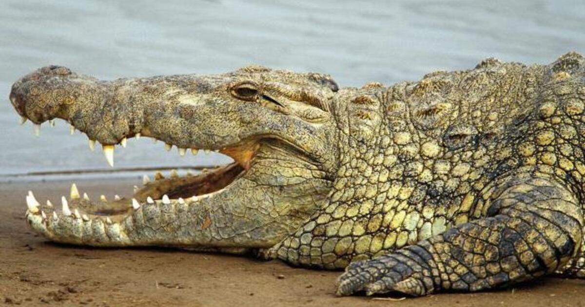 Mirtiniausias pasaulyje krokodilas galėjo nužudyti daugiau nei 300 ...