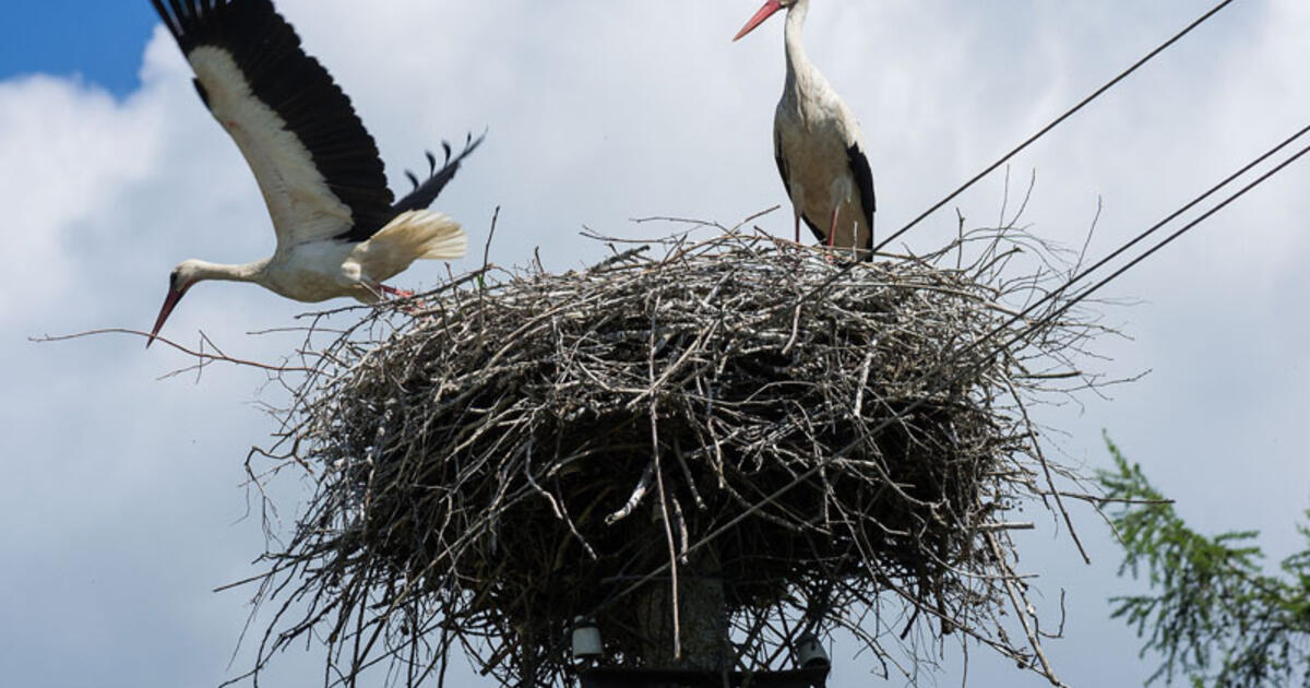 Bulvaras: Varlės, slėpkitės, - parskrenda gandrai