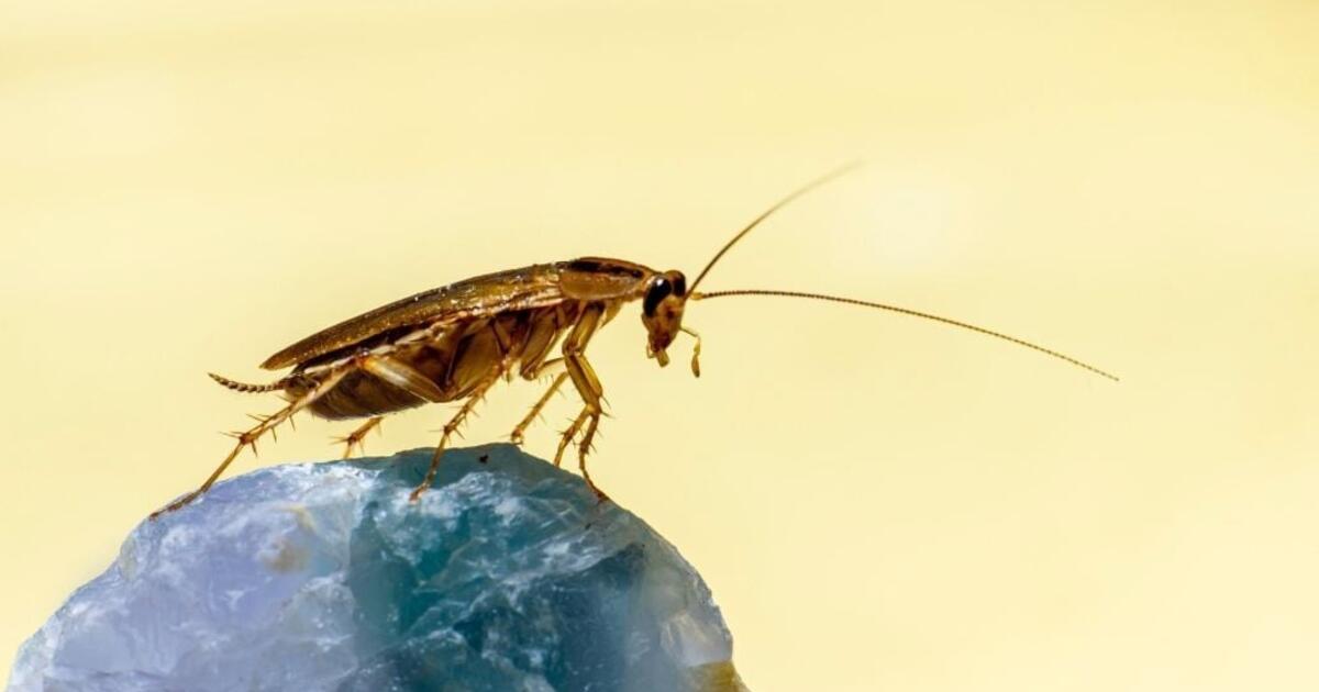Mokslininkai: tarakonų pienas tris kartus sveikesnis už karvės pieną ...