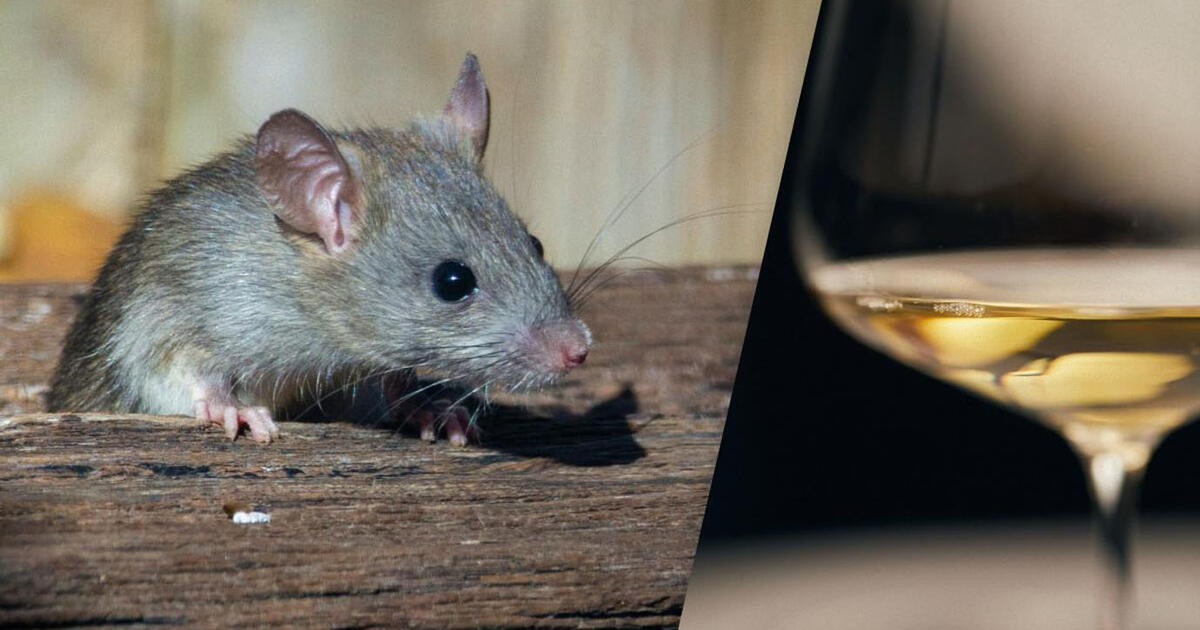 Gimę someljė: mokslininkai nustatė, kad žiurkės geba atskirti vynus