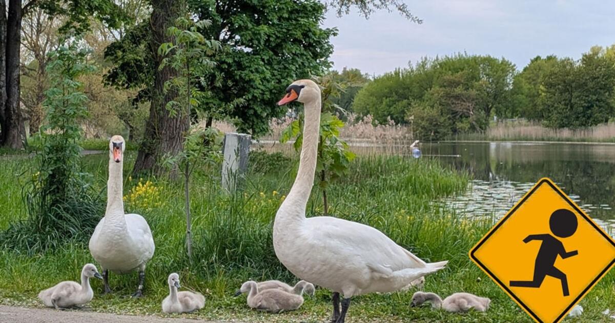 Bulvaras: Gulbėms reikia ženklo „Saugokime žmones“ | Vakarų ekspresas