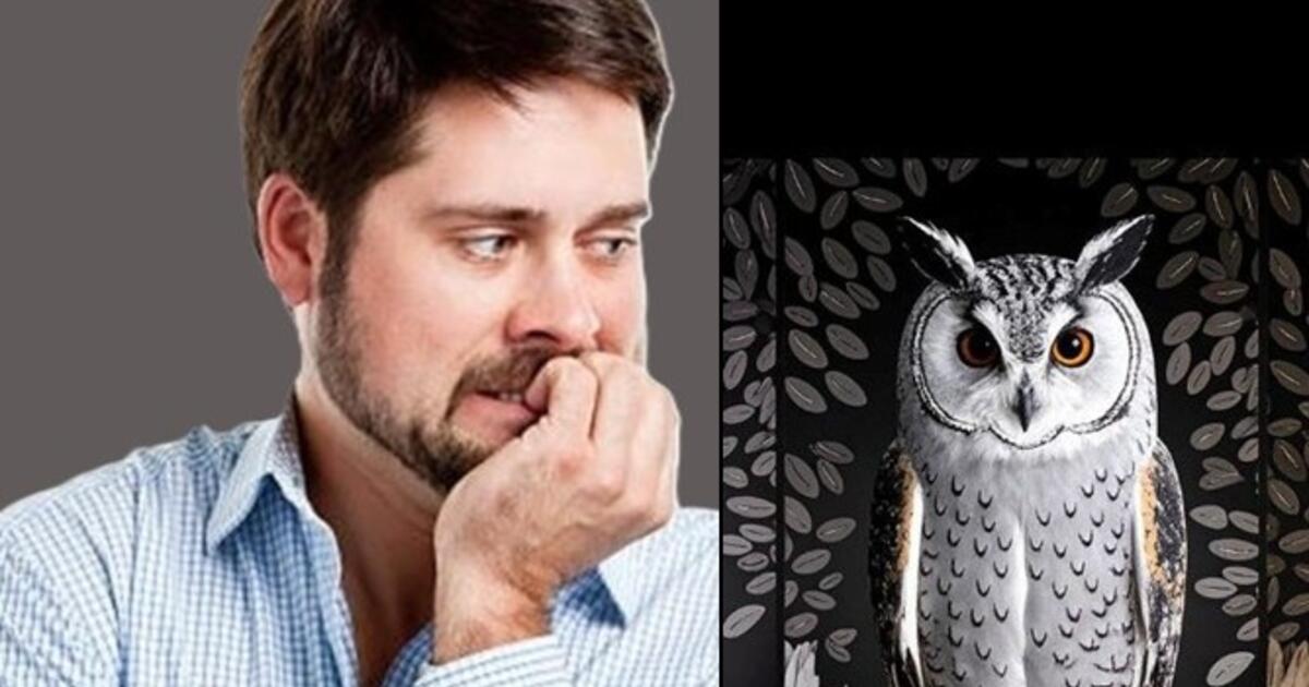 Kokią pelėdą pasirenka protingas žmogus: labai tikslus asmenybės testas ...