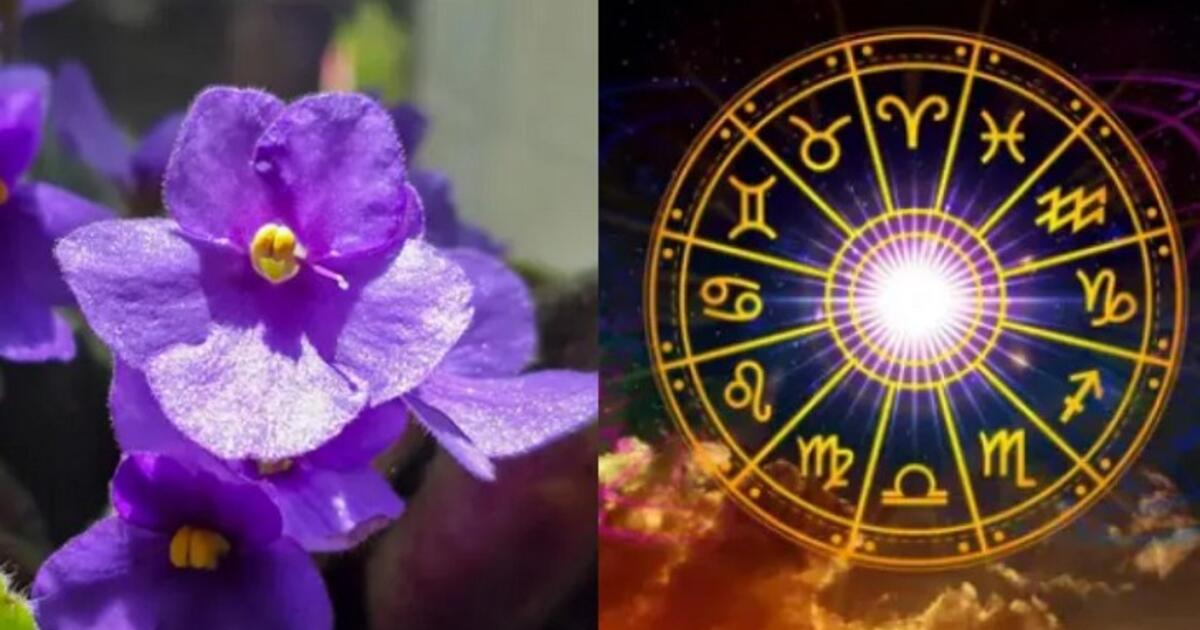 Vasaris - violetinė, birželis - rožė: atpažinkite savo sielos gėlę pagal gimimo mėnesį