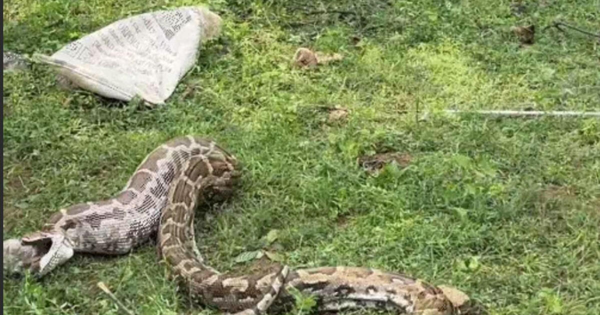 Indijoje pitonas prarijo šunį ir įstrigo tvoroje | Vakarų ekspresas