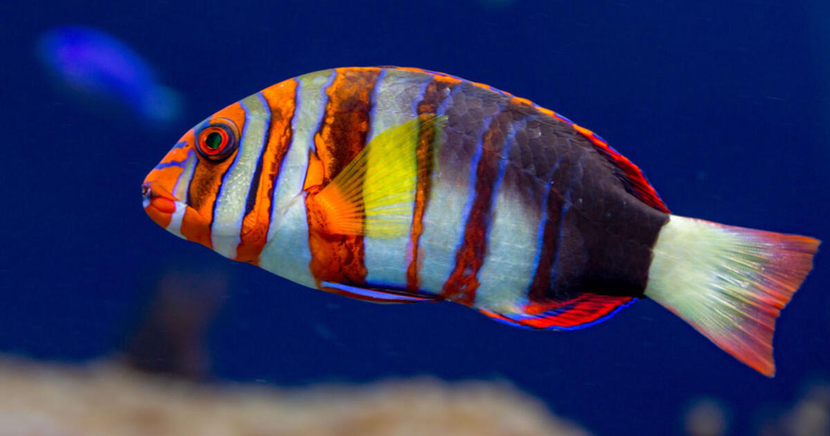 Ar žuvys turi liežuvį: atsakymas gali nustebinti