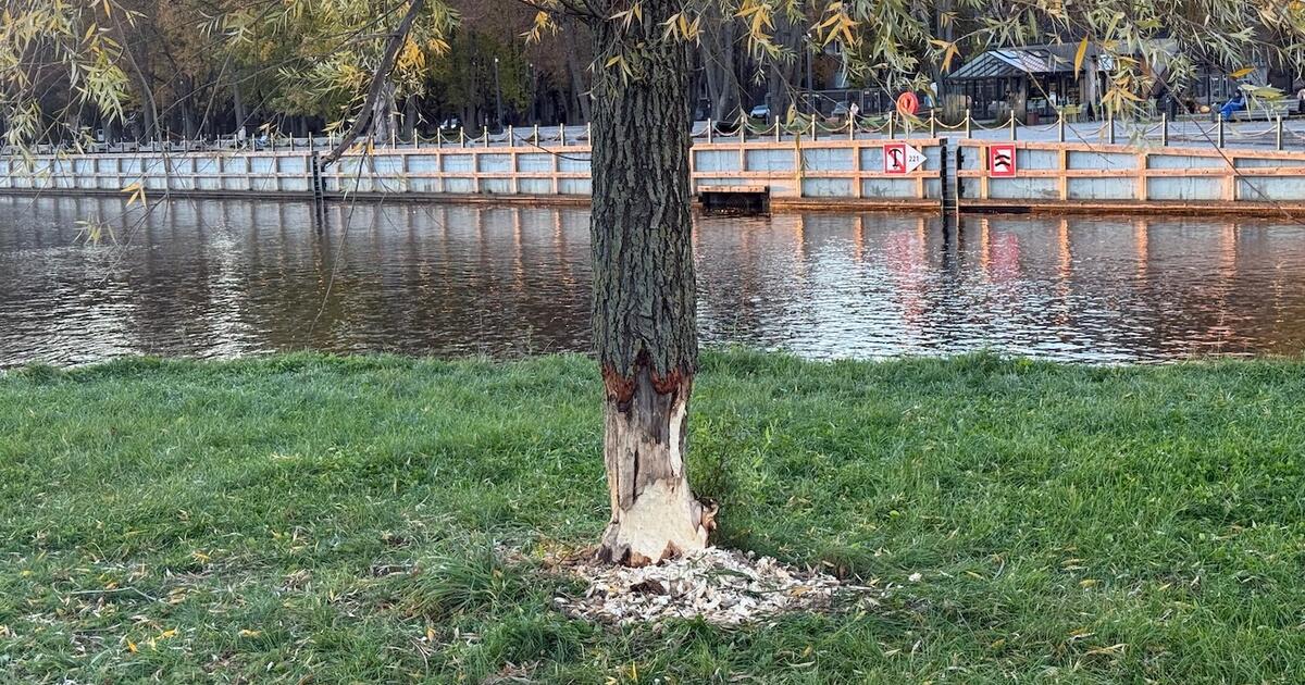 Klaipėdoje medžius ir vėl šturmuoja bebrai