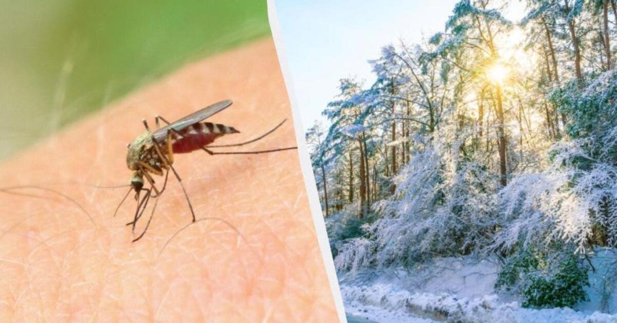 Kur žiemą dingsta visi uodai: jūs niekada nesuprastumėte | Vakarų ekspresas