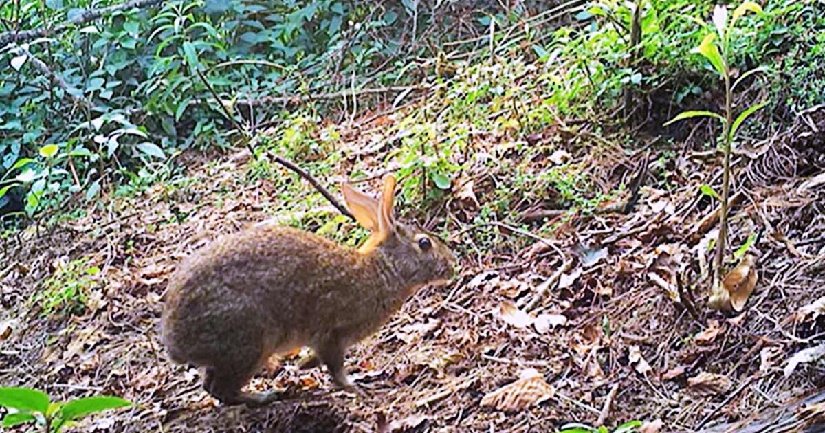 Biologai priblokšti: 120 metų mokslo pasauliui dingęs triušis sugrįžo ...