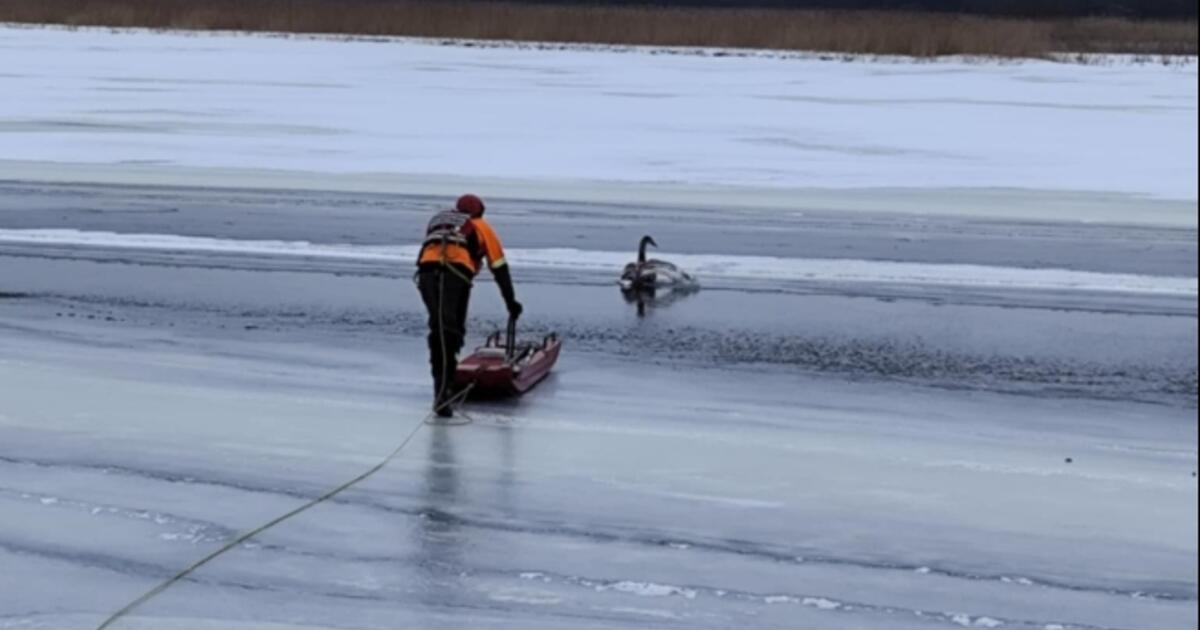 Gulbė pateko į atšiaurios žiemos spąstus: ledą teko kapoti kirviu ...
