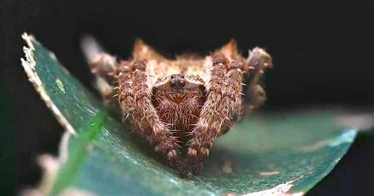 Madagaskaro voras mezga 25 metrų tinklą - didžiausią pasaulio ...