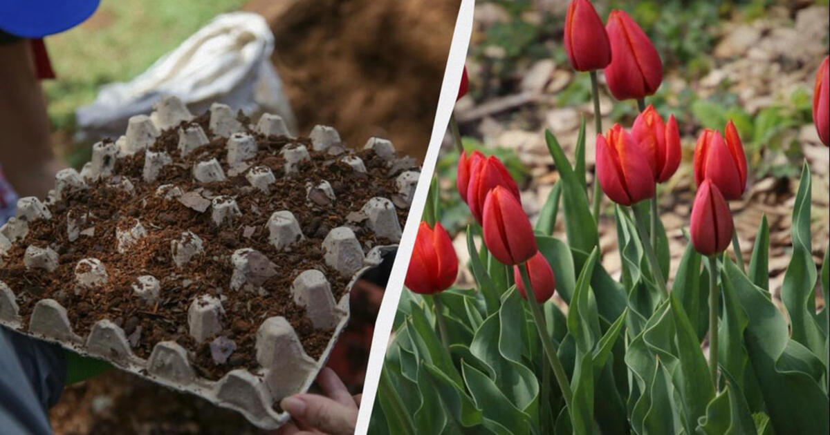 Kaip sodinti tulpes į kiaušinių dėklus: genialus gėlininkų triukas ...