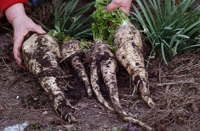 Gali sukelti rimtus nudegimus. Sodininkai įvardijo augalą, kuris gali ...